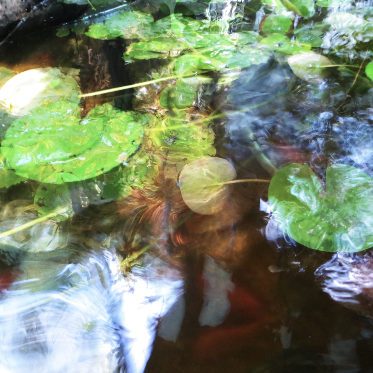 Goldfish Boots – The Ex-Puritan